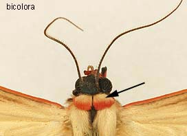 Papua Insects Foundation (Lepidoptera/Erebidae(Arctiinae)/Oeonistis ...